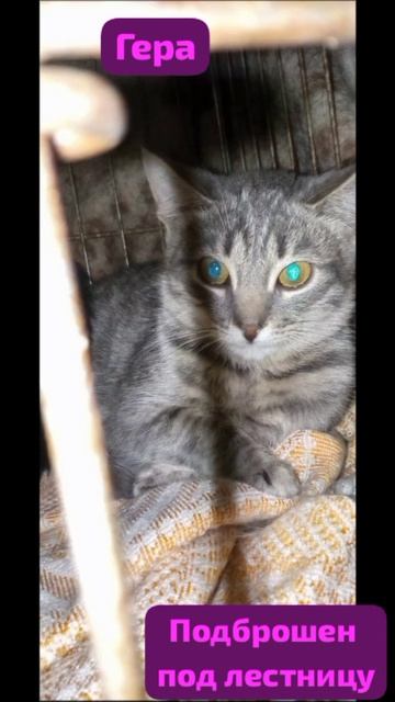 Котёнок подрошен под лестницу и питался цементом со стен