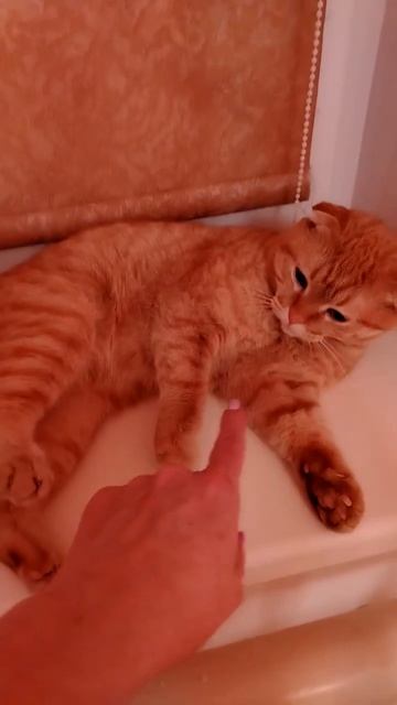 Он не рыжий . Он золотой. Он домашний теперь. е