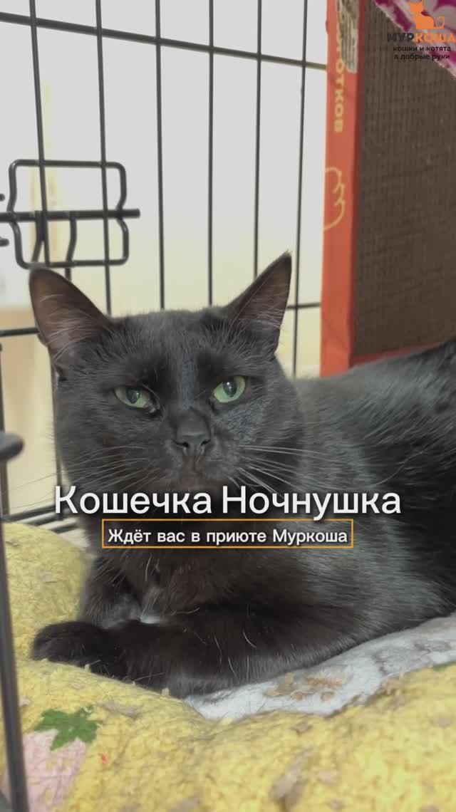 Ночнушка ждёт вас в приюте #Муркоша