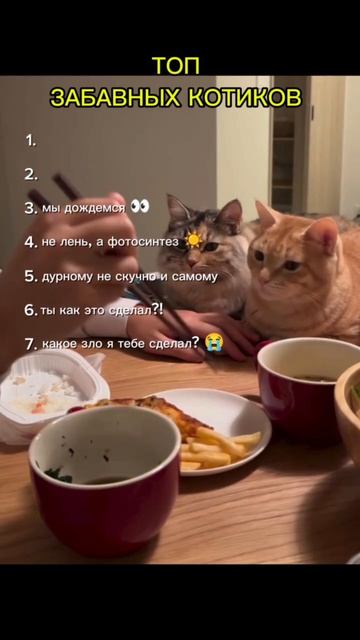 ТОП ЗАБАВНЫХ КОТИКОВ #котики #мемы
