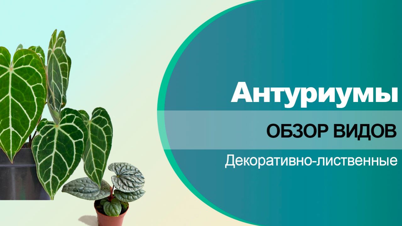 Антуриумы: сорта и виды | Чем отличаются и как выбрать