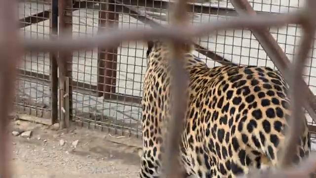 19.03.26 г Главный мышелов зоопарка Рыжик не зря состоит на довольствии Белый лев Поршик Киара