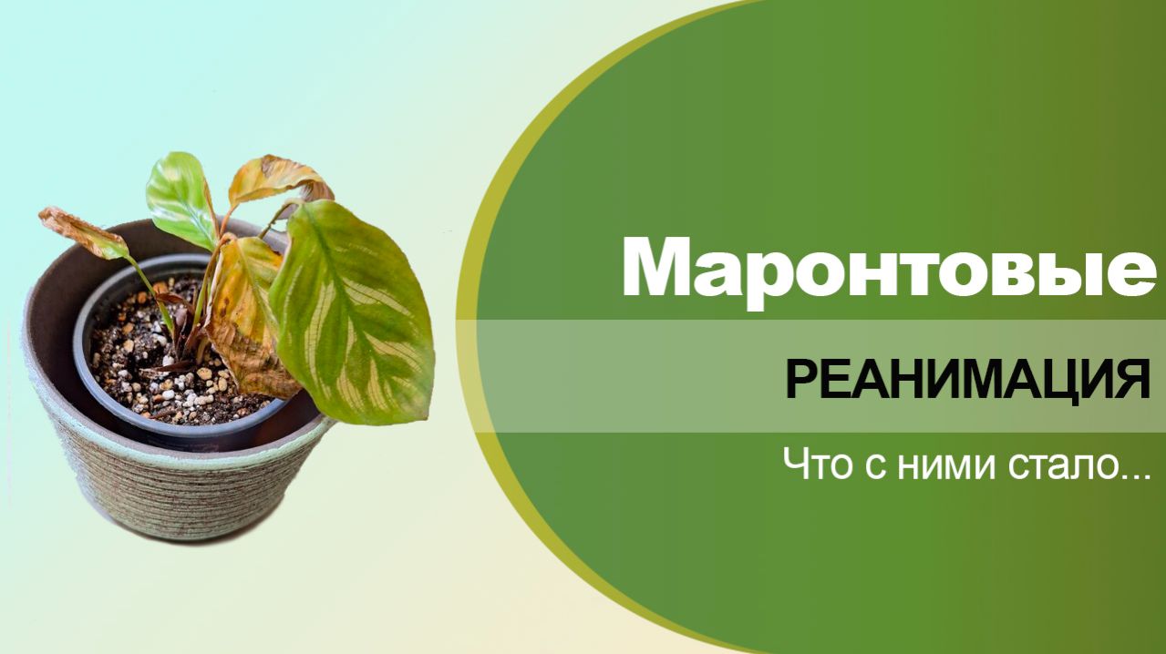 Марантовые. Как пережили пересадку калатеи и ктенанта. Реанимация марантовых.