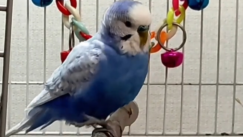 Танцуют все 🕺 #shorts #попугайкеша #забавноевидео