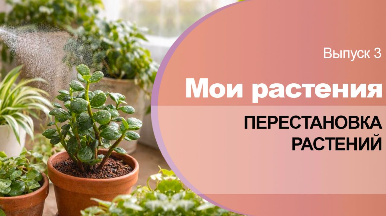 3. Мои растения. Адаптирую условия для выращивания красивых суккулентов.