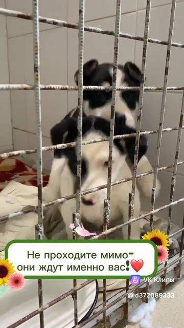 Страшно и тоскливо сидеть этим симпатичным щенулям в клетке!!!