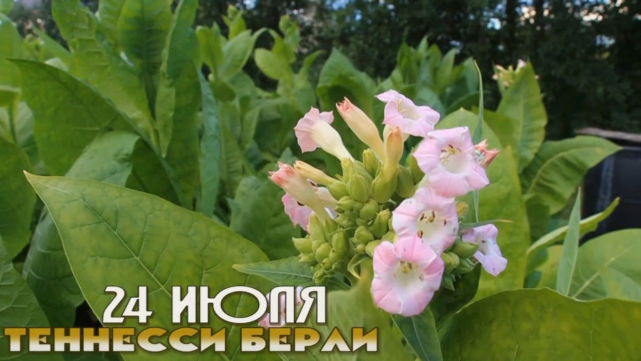 МАРТОВСКИЙ СЕВ ТАБАКА НА РАССАДУ – 8 лет назад. ИЮЛЬ ТАБАКОВОДА 2017 «Сады порока» 2 сезон 11 серия