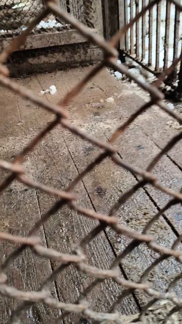 Нам срочно нужен ремонт вольеров!