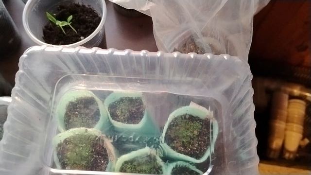 Проветривание рассады