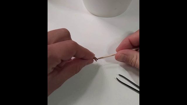 Собираю семена росянки