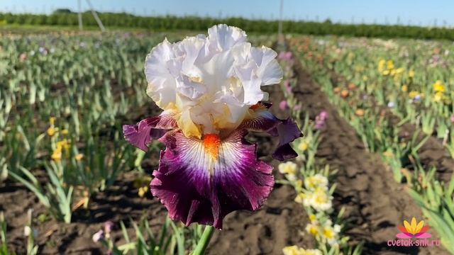 Ирис "KING S REIGN"/Сад Ворошиловой