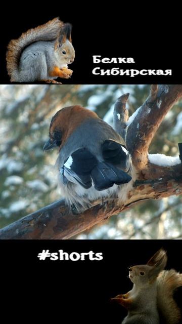 Сойка пушистая на кормушке