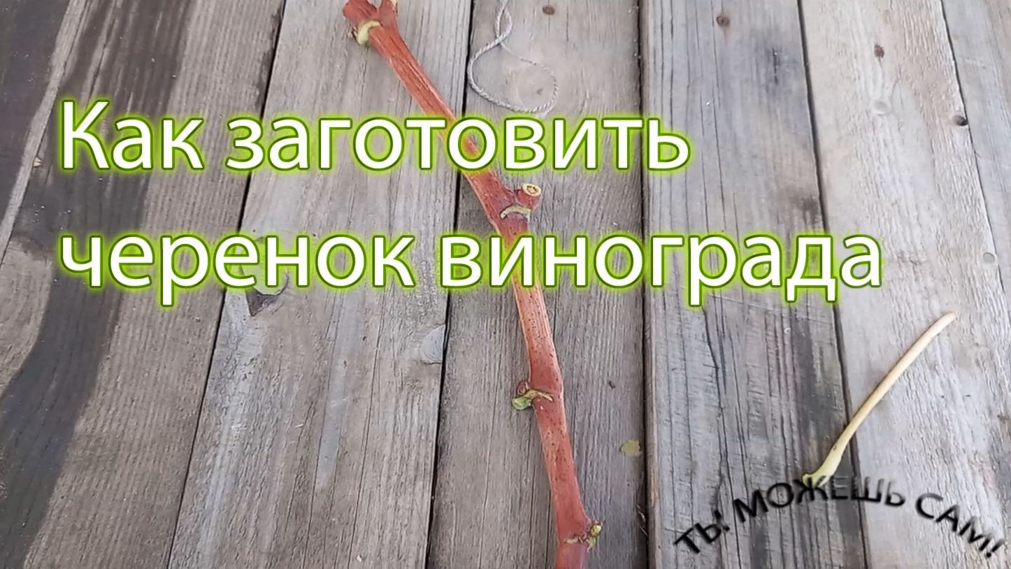 Как заготовить черенок винограда