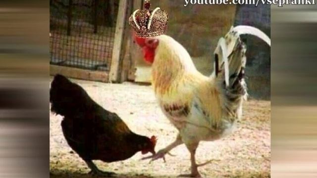 Наркоман Артёмыч – Король петухов (Lexus, Vovan222)