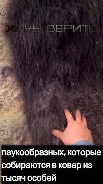 «Ганс, неси огнемёт! 😱 Что творят эти пауки»