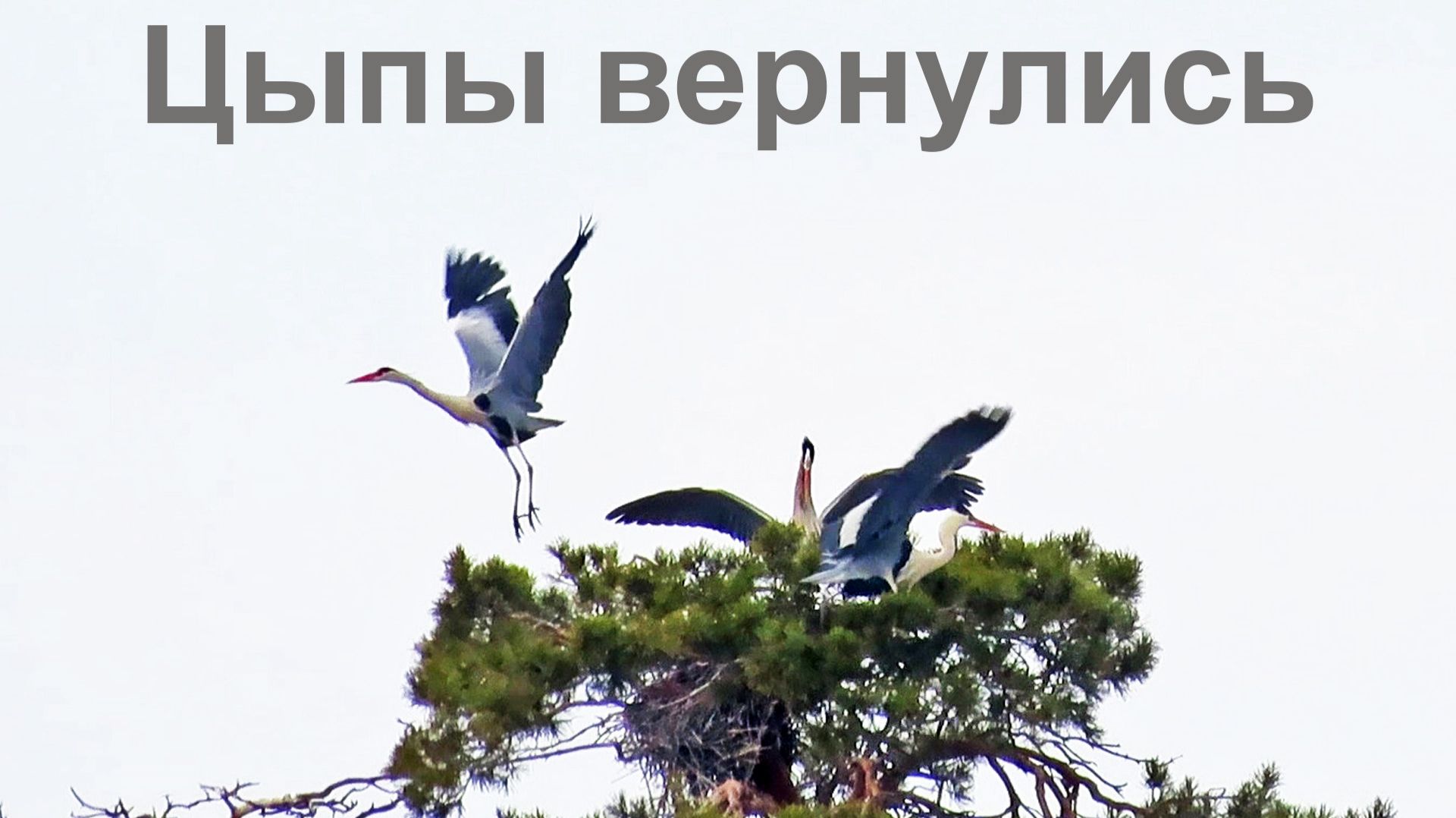 Цыпы вернулись, весну принесли.  14-15.03.2026