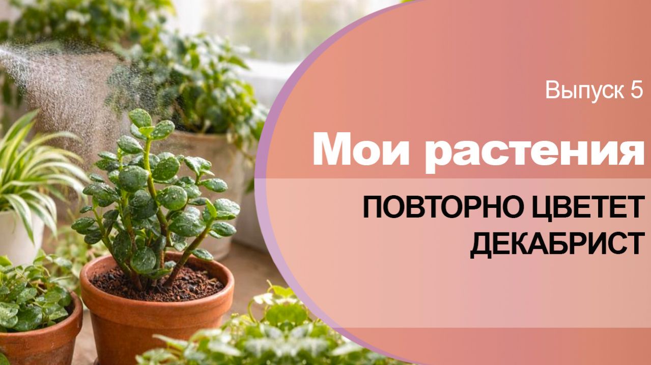 5. Мои растения. Повторно цветет декабрист, радуют калатеи новыми листами.