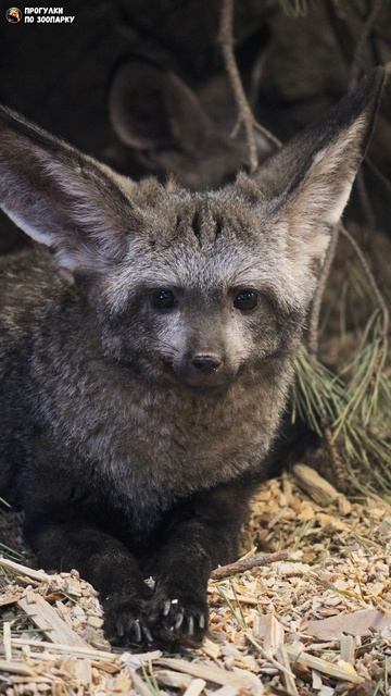 Большеухие лисицы наблюдают. Новосибирский зоопарк