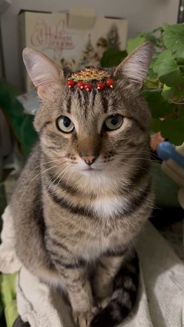 Моя луноликая Зиточка😻🐈🥰😍🤩😘💞