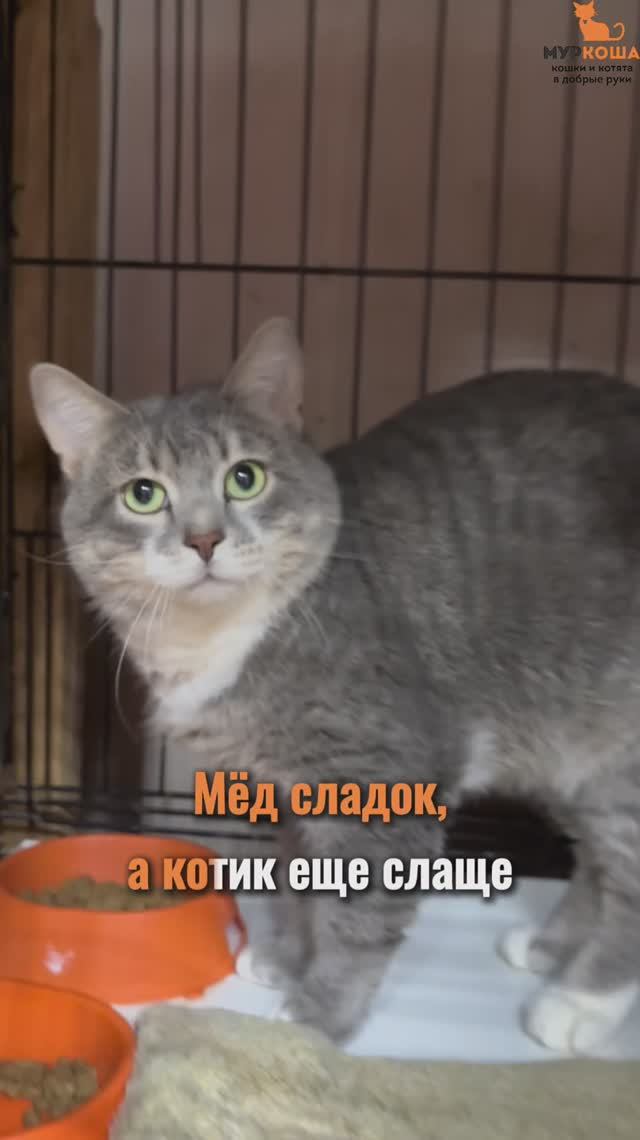 Моррис ждёт вас в приюте #Муркоша