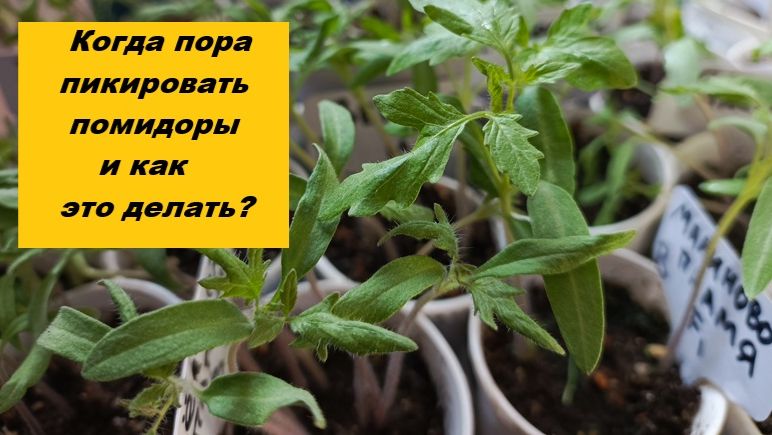 Когда нужно пикировать помидоры и как это делать?