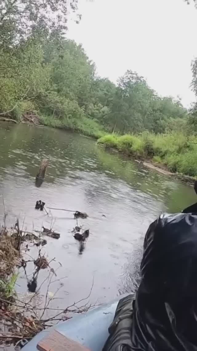 Голавль на воблер !