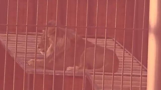 19.03.26гПока Шерхан спал сороки хозяйничали переполовинили обед льва