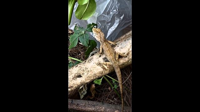 рептилии на пляже