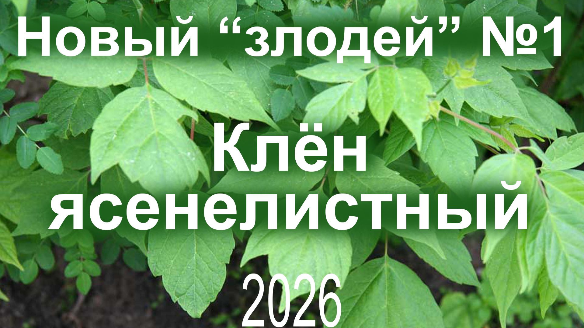 Новый “злодей” №1.  Клён ясенелистный