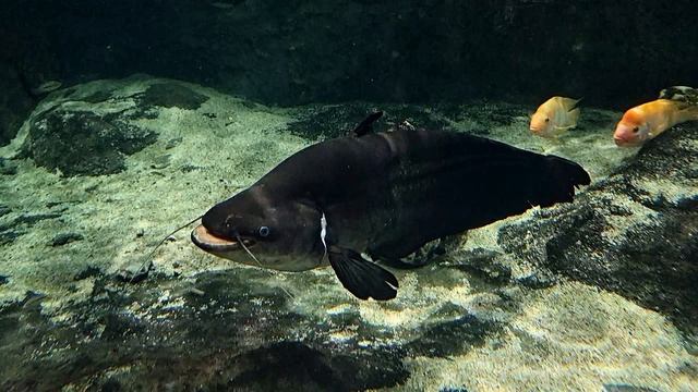 океанариум Лангкави