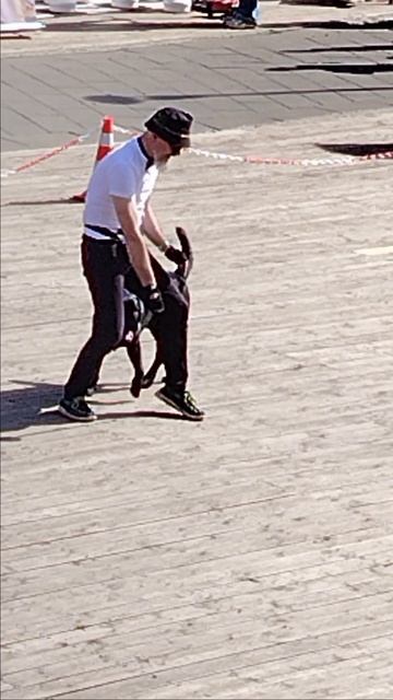 Танец с лабрадором