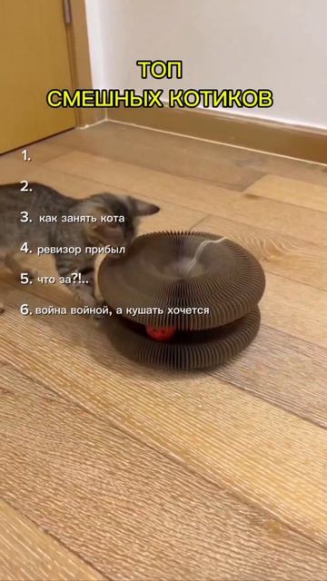 ТОП ЗАБАВНЫХ КОТИКОВ #котики #мемы
