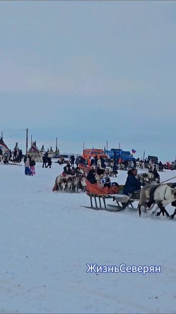 День оленевода, 2026. ЖизньСеверян. Ямало-Ненецкий АО Салехард