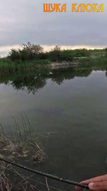 🔥 Поклевка на 2,000 руб. Теперь у щуки есть трофей... 🔥 #рыбалка #воблер #щука #шортс #спиннинг