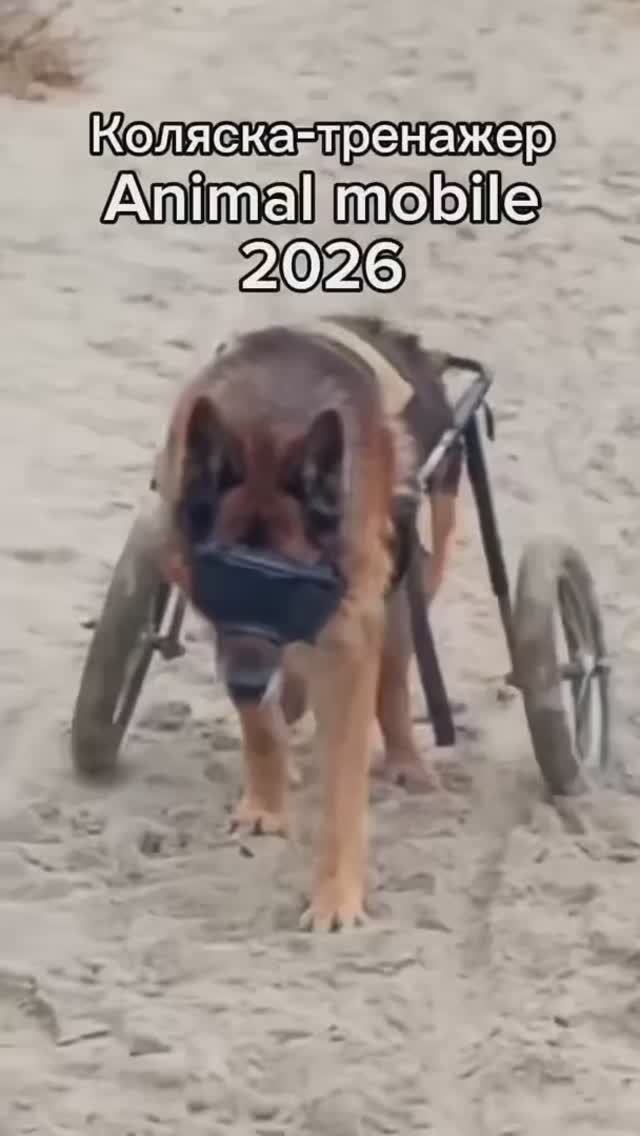 Прогулка с собакой в коляске