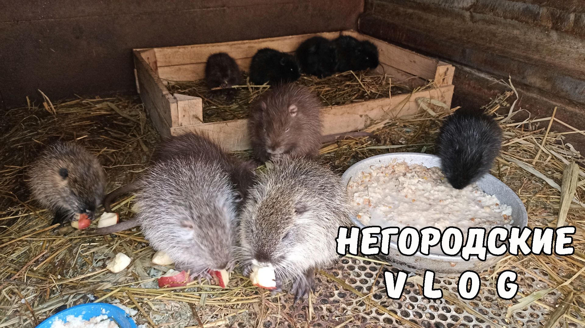 Чем кормим НУТРЯТ в течение дня. 18.03.26