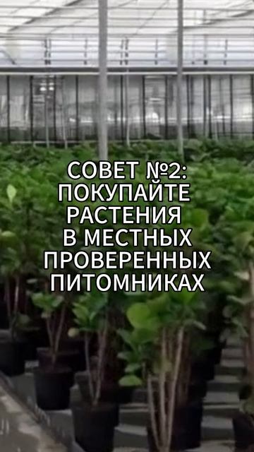 советы по благоустройству участка