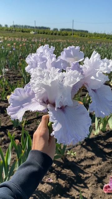 Ирис "LAVENDER FIZZ"/Сад Ворошиловой