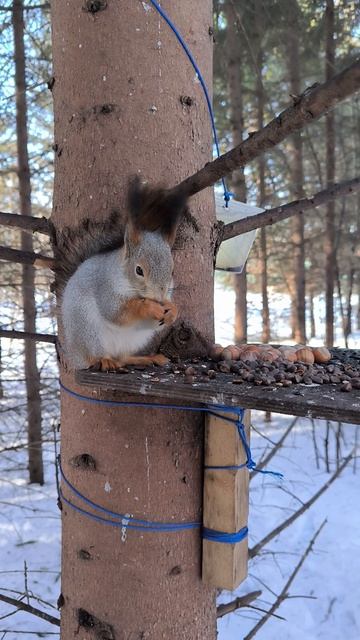 Белки грызут орехи в кормушках