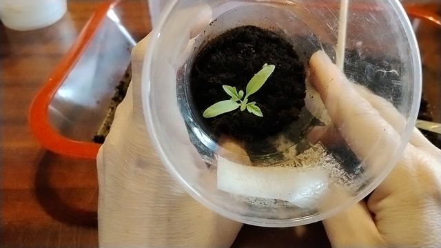 Уход за рассадой томатов 2часть