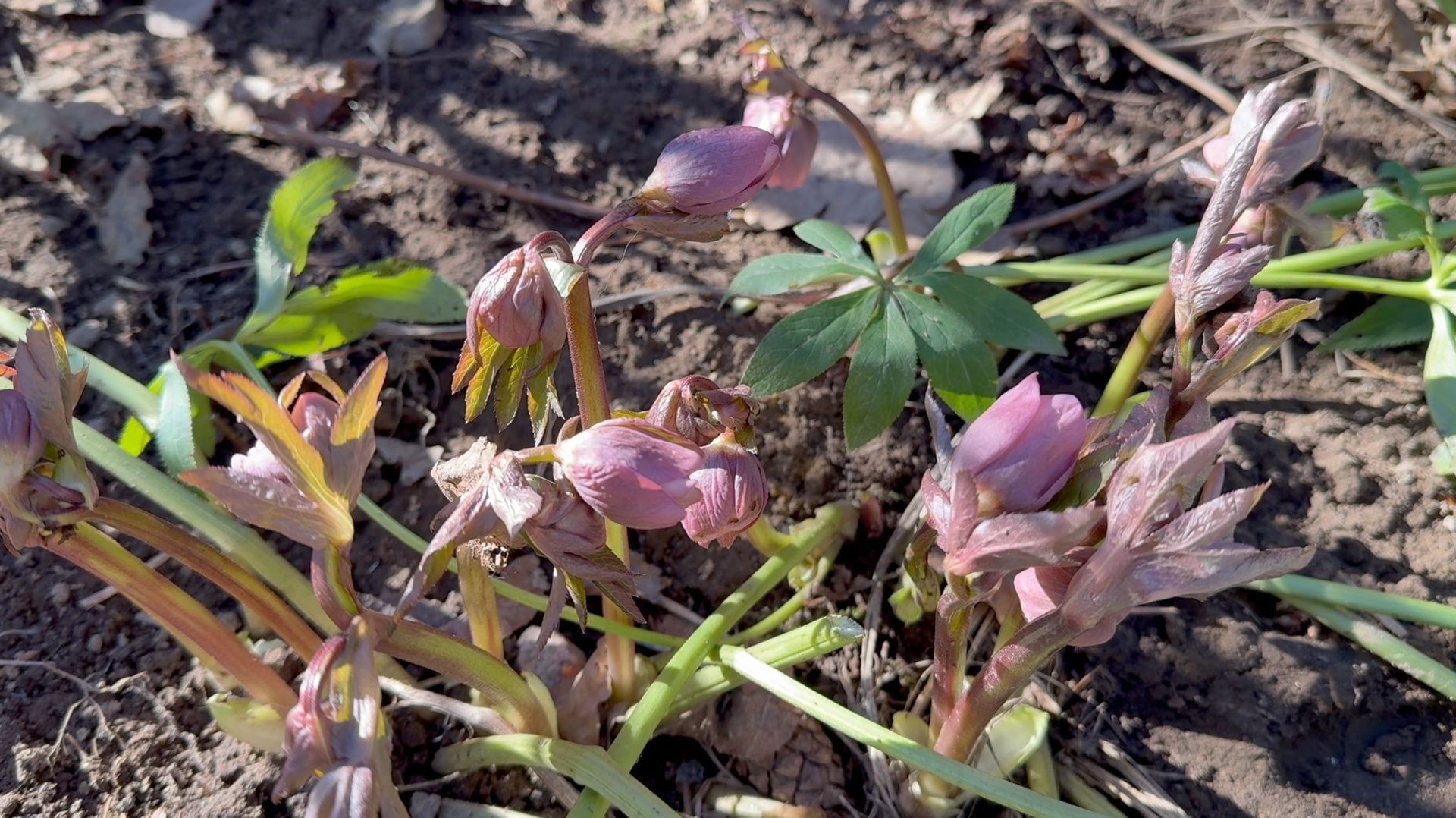 Март в Саду 17 и 20 марта 2026