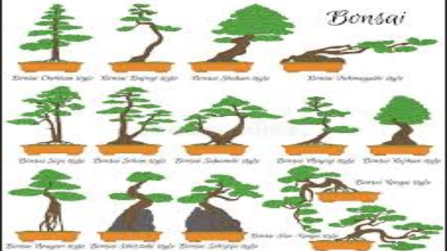 КАК ВЫРАСТИТЬ БОНСАЙ Пошаговая инструкция по выращиванию бонсай