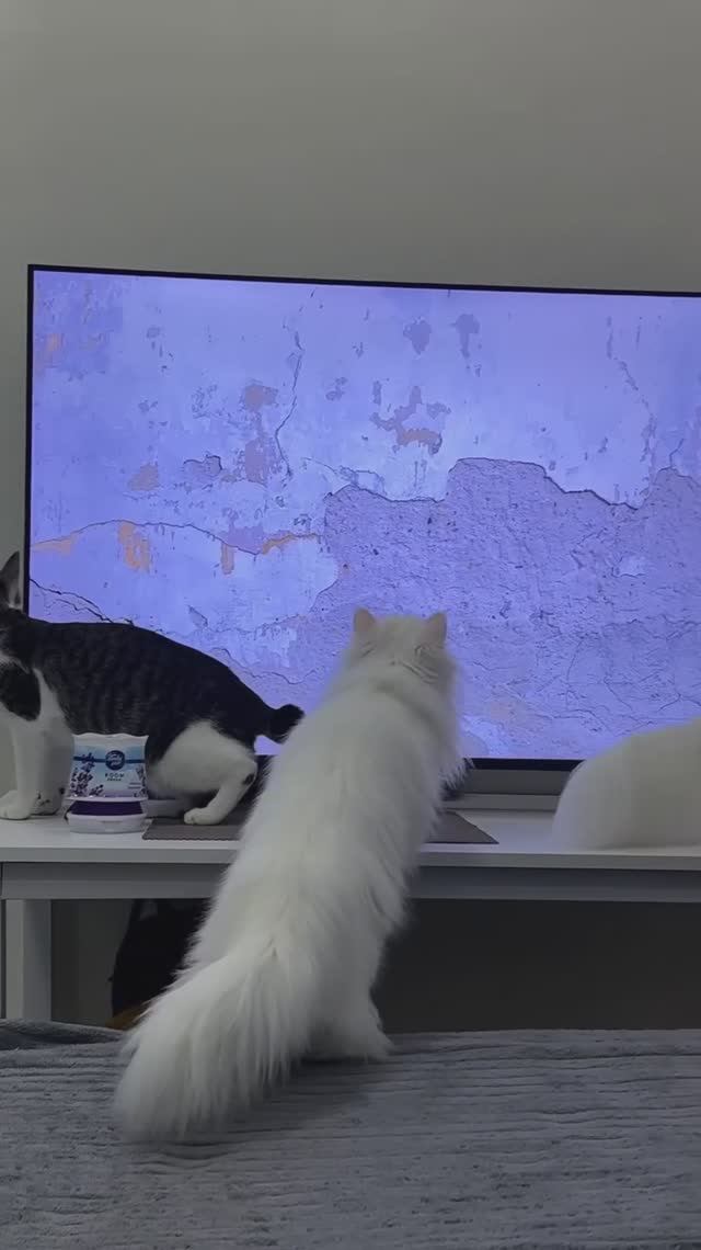 развлечение для  котиков