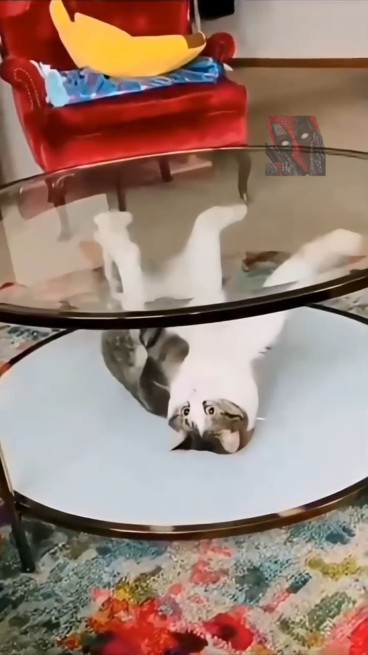 На катамаране сеньоры да мадамы 😼🫶😎