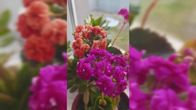 Коланхое цветут на подоконнике,весна идет,
