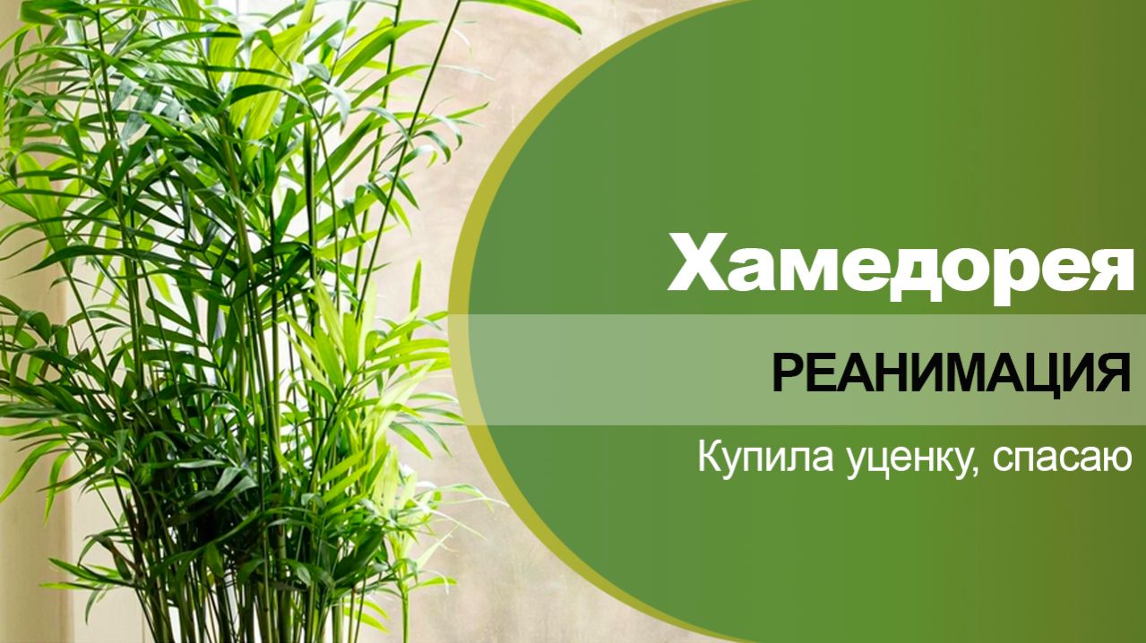 Реанимация. Рассказываю про хамедореи.