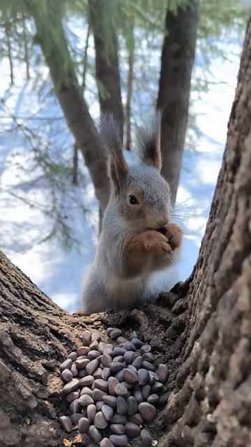 Белки нашли кедровые орешки в развилке дерева