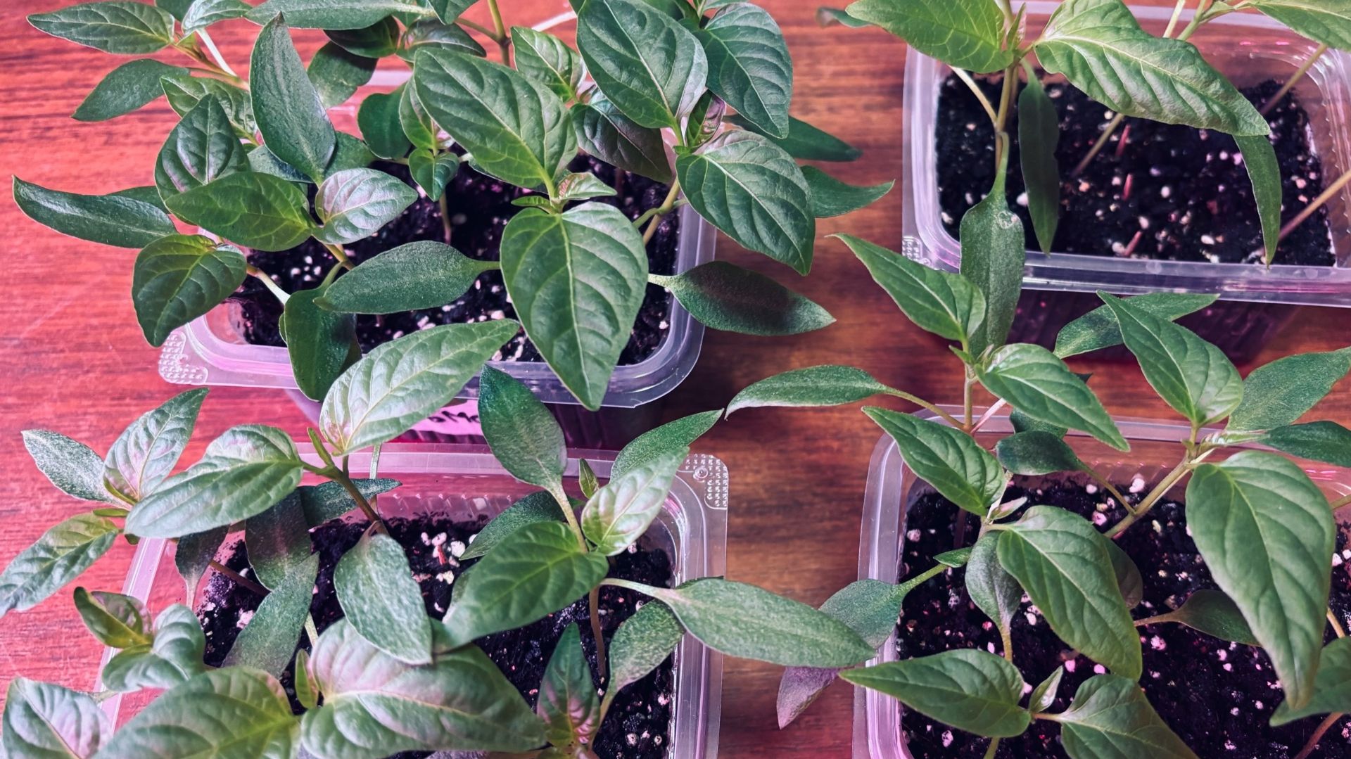 Какие проблемы Вам не дают покоя? Пикируем перцы!