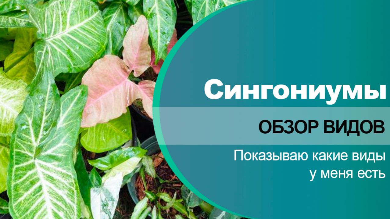 Сингониумы: сорта и виды | Чем отличаются и как выбрать