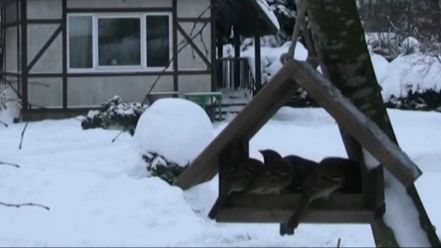 Кормушка для птиц